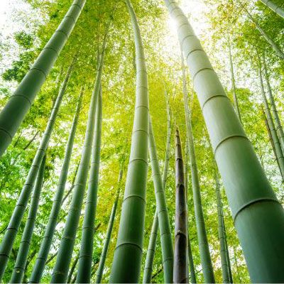 Bamboo buy tablets and capsules | EnergyVital natural products